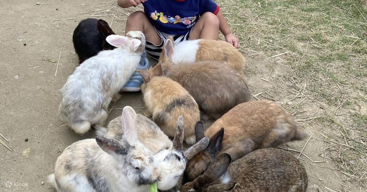 [부모와 자식 활동] Yuen Long Little White Rabbit Farm Bunny Wonderland - 클룩 ...